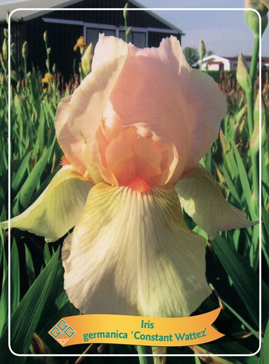 Iris 'Constant Wattez' — Plant Wholesale FlorAccess