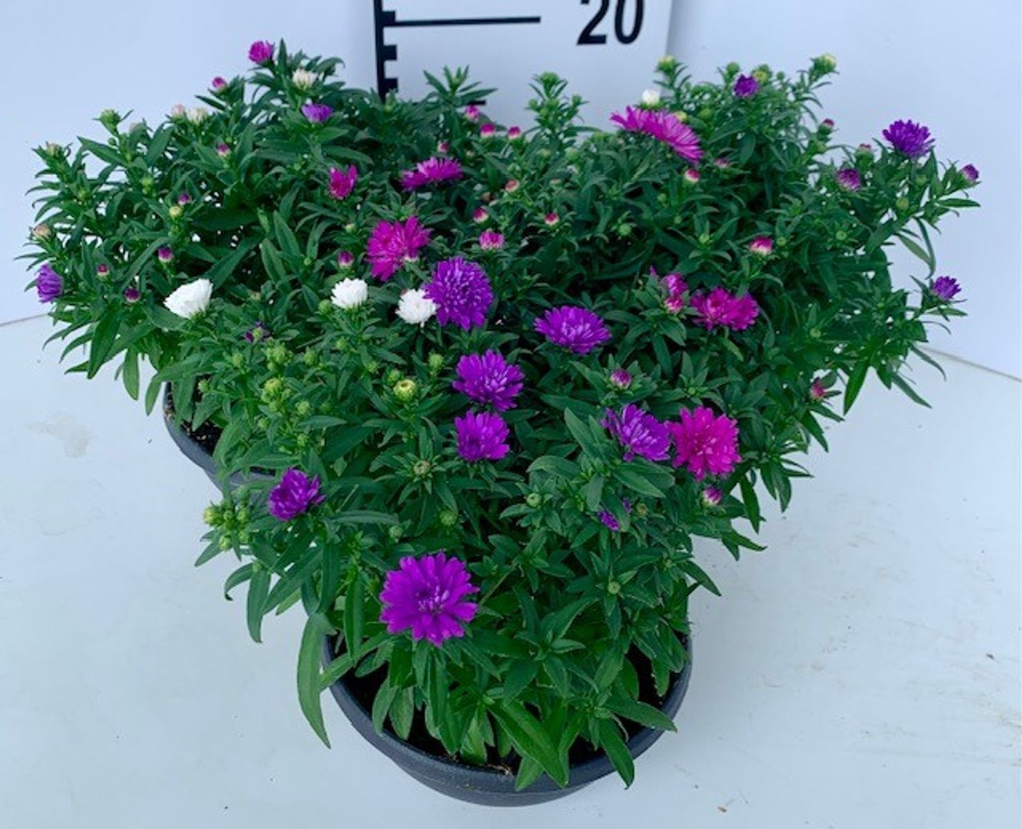 Aster MIX IN POT — Plant Wholesale FlorAccess