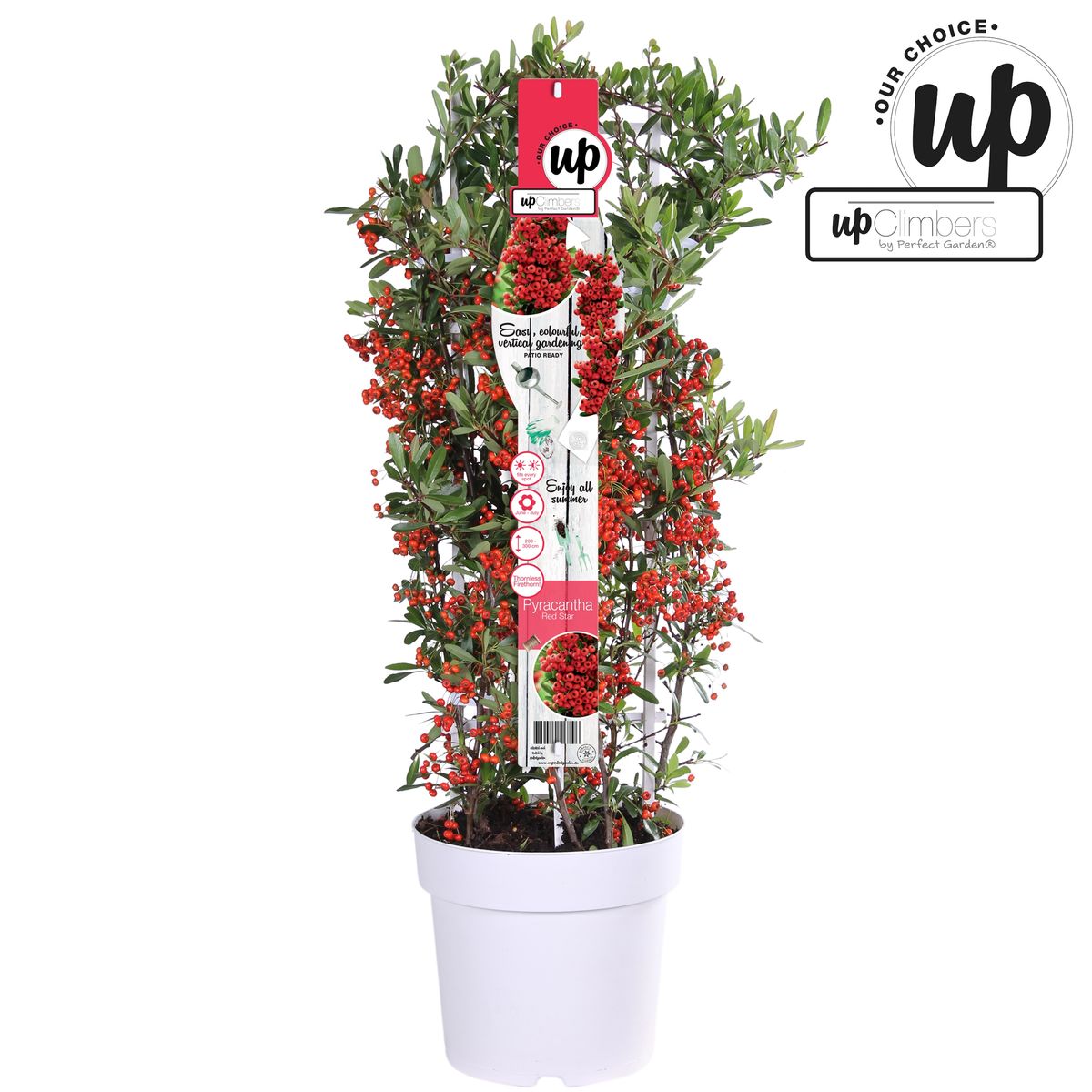 Pyracantha coccinea 'Red Star' — Plant Wholesale FlorAccess