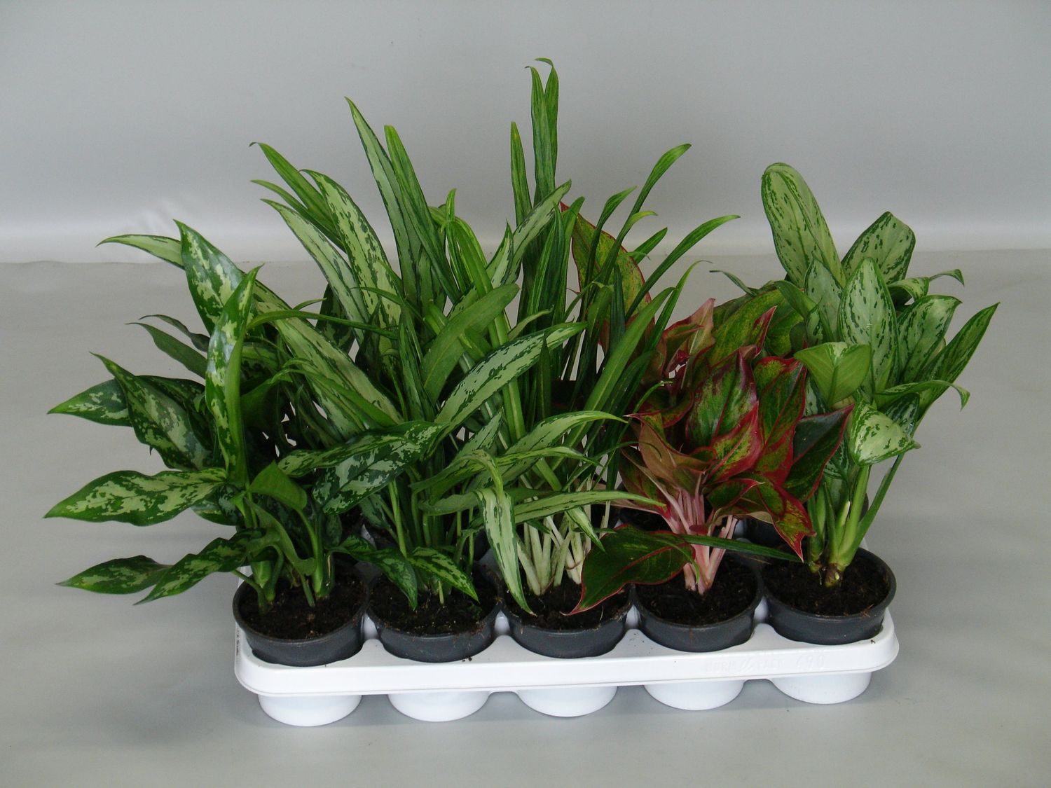 Aglaonema MIX — Plant Wholesale FlorAccess