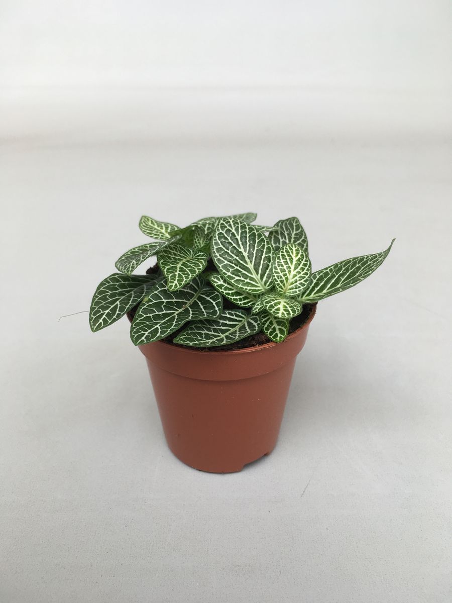 Fittonia verschaffeltii 'Mini White' — Plant Wholesale FlorAccess