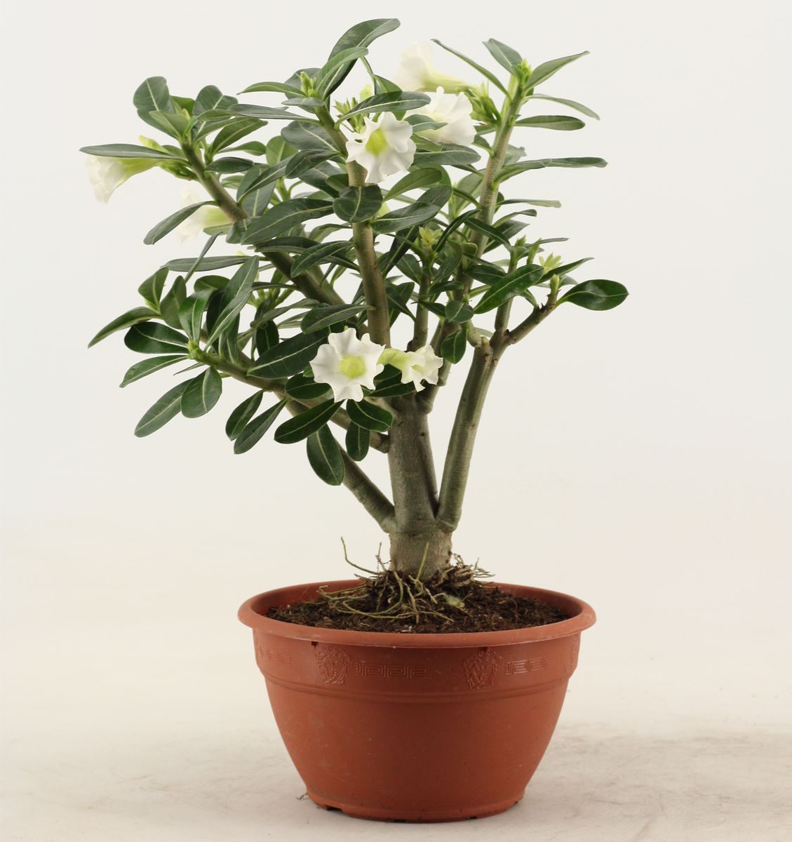Adenium obesum — Plant Wholesale FlorAccess