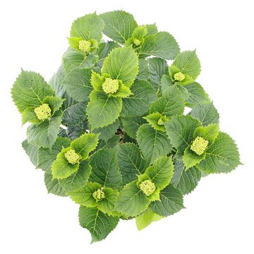 Hydrangea macrophylla ROYALTY COLLECTION ROSIE PURPLE — Plant Wholesale ...