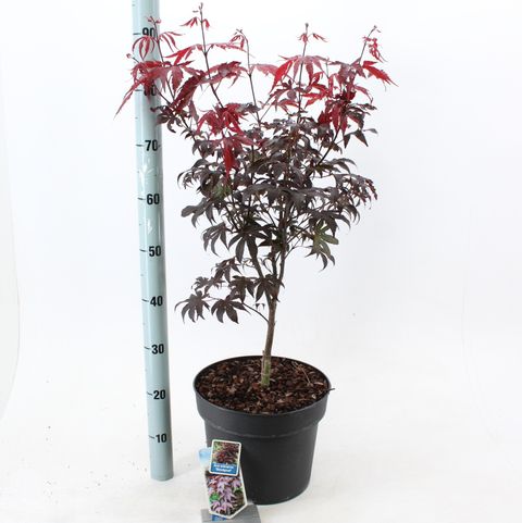 Acer palmatum 'Bloodgood' — Plant Wholesale FlorAccess