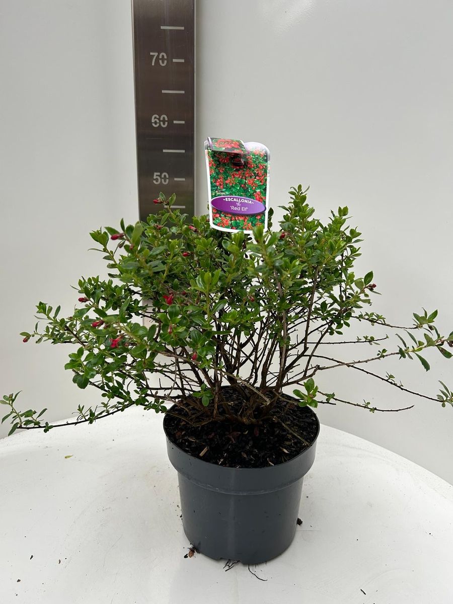 Escallonia 'Red Elf' — Plant Wholesale FlorAccess
