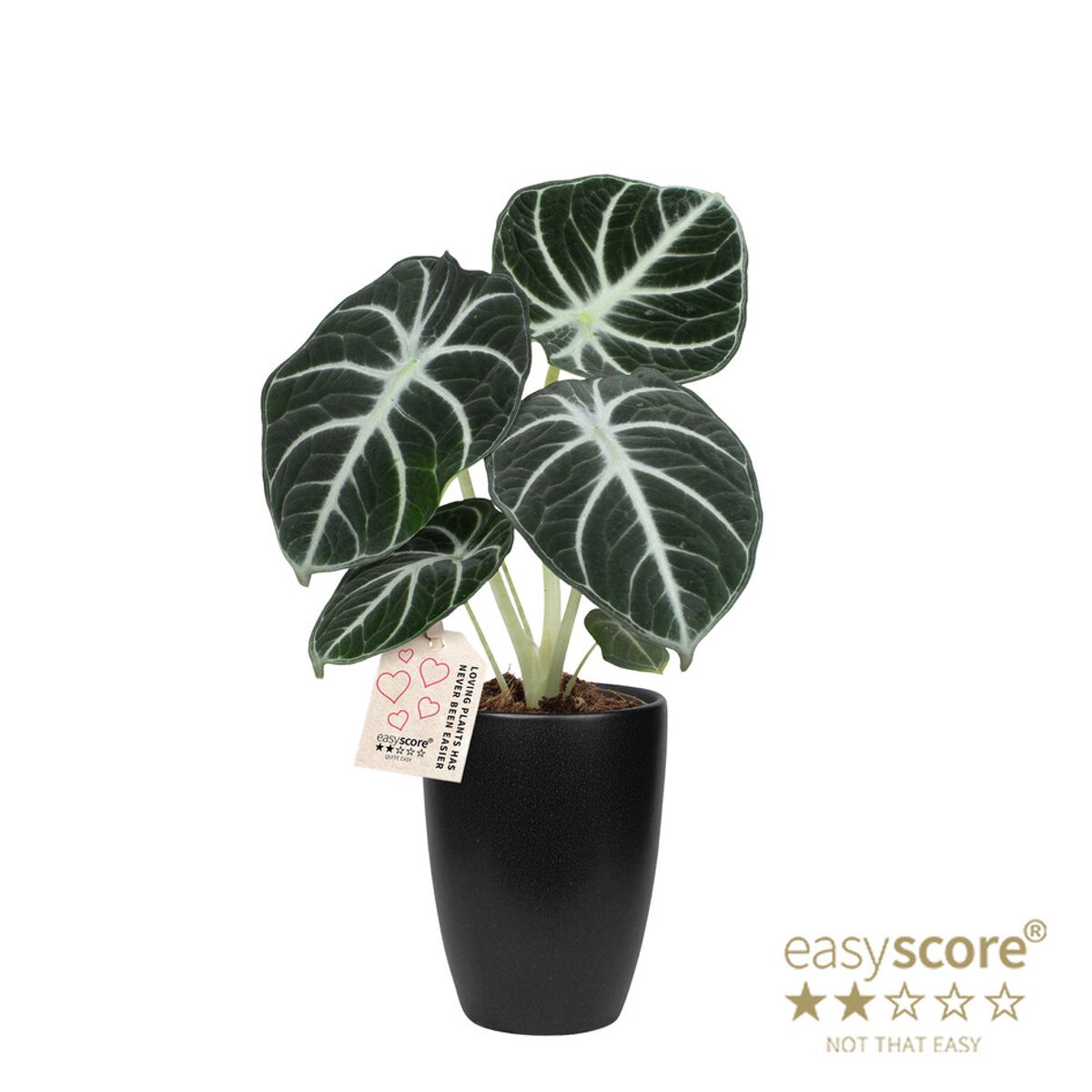 Alocasia reginula 'Ninja' — Plant Wholesale FlorAccess