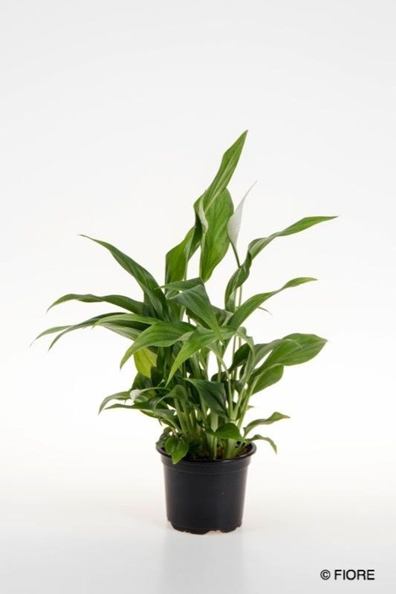 Spathiphyllum TANGO — Plant Wholesale FlorAccess