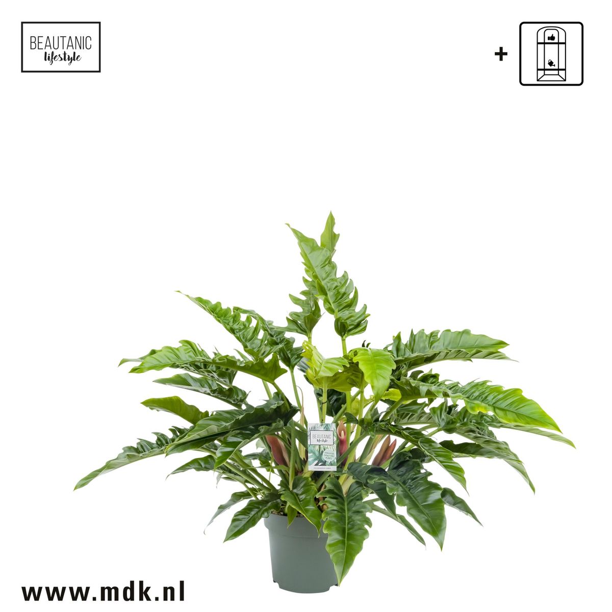 Philodendron 'Rambo' — Plant Wholesale FlorAccess
