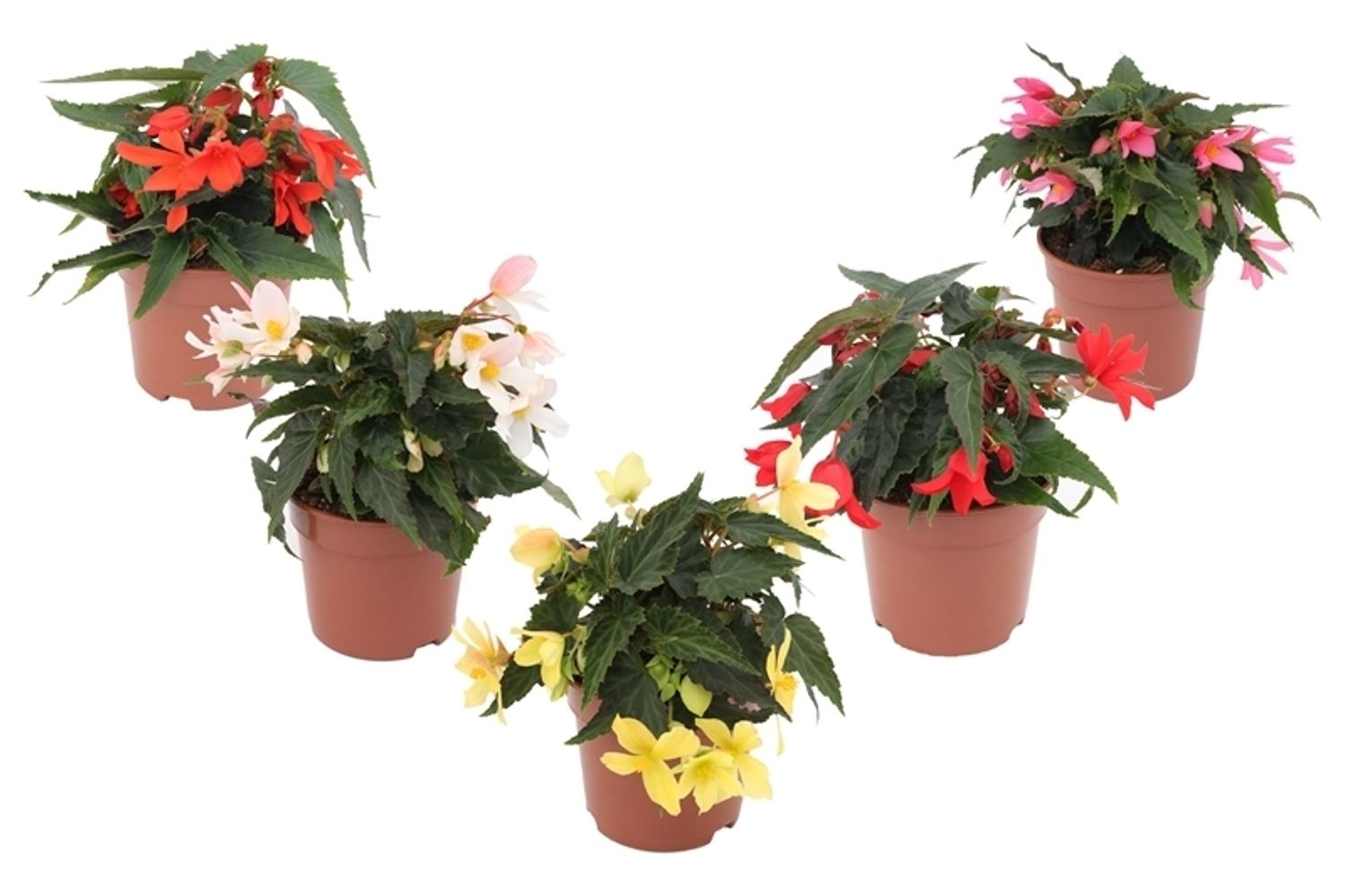 Begonia WATERFALL MIX — Plant Wholesale FlorAccess