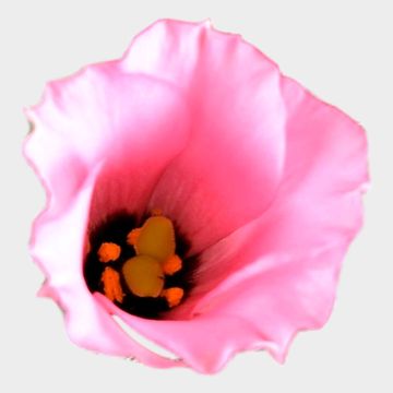 Eustoma grandiflorum BOLERO MIX — Plant Wholesale FlorAccess