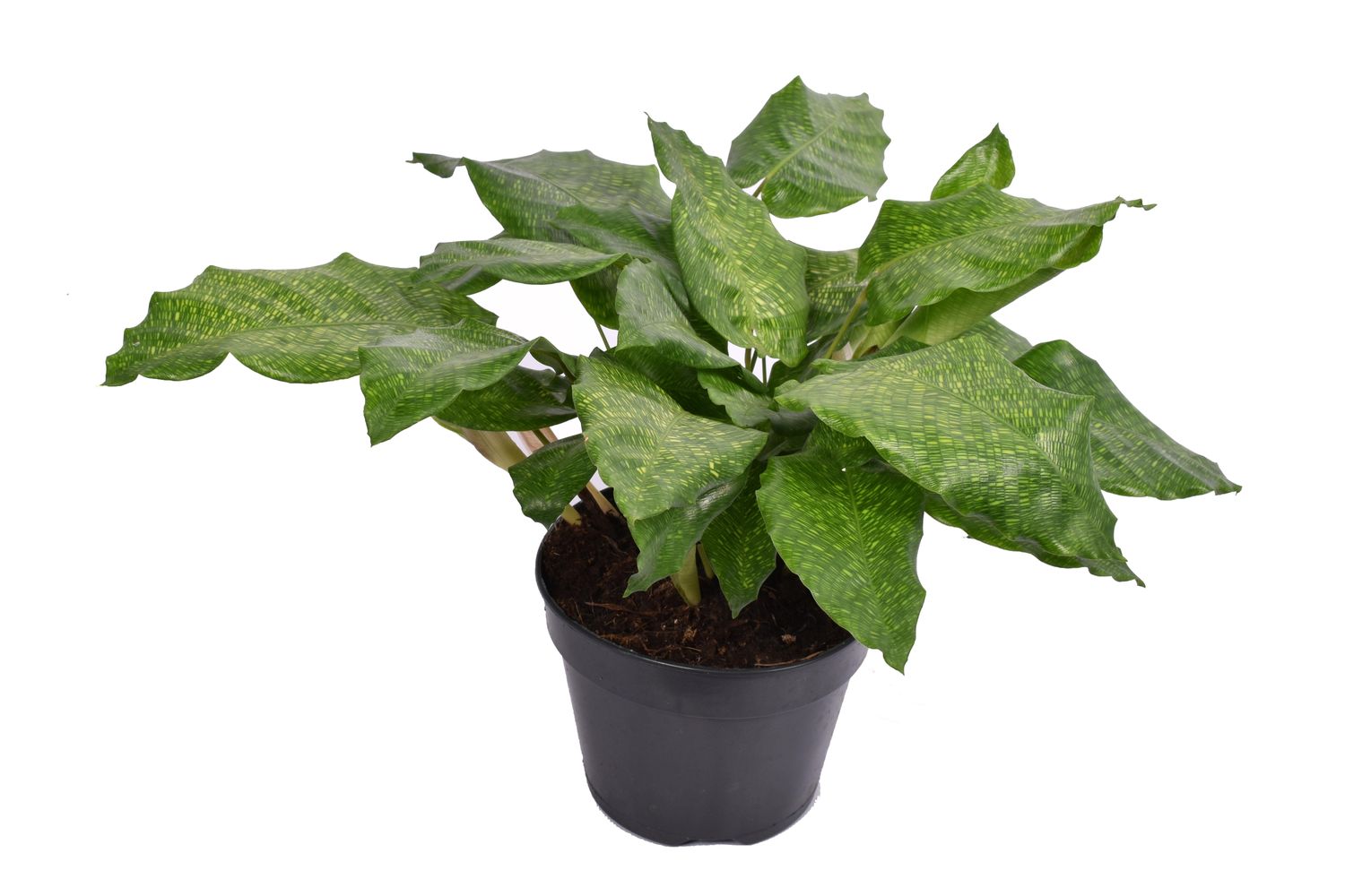 Calathea musaica NETWORK — Plant Wholesale FlorAccess