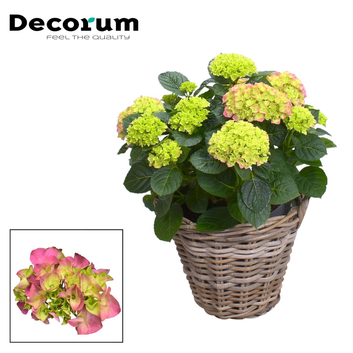 Hydrangea macrophylla EARLY PINK — Plant Wholesale FlorAccess