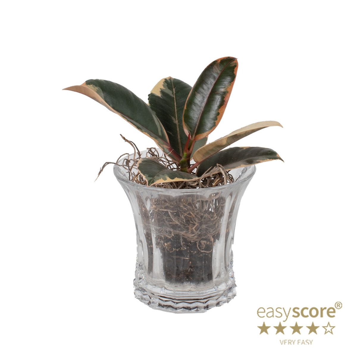 Ficus elastica 'Ruby' — Plant Wholesale FlorAccess