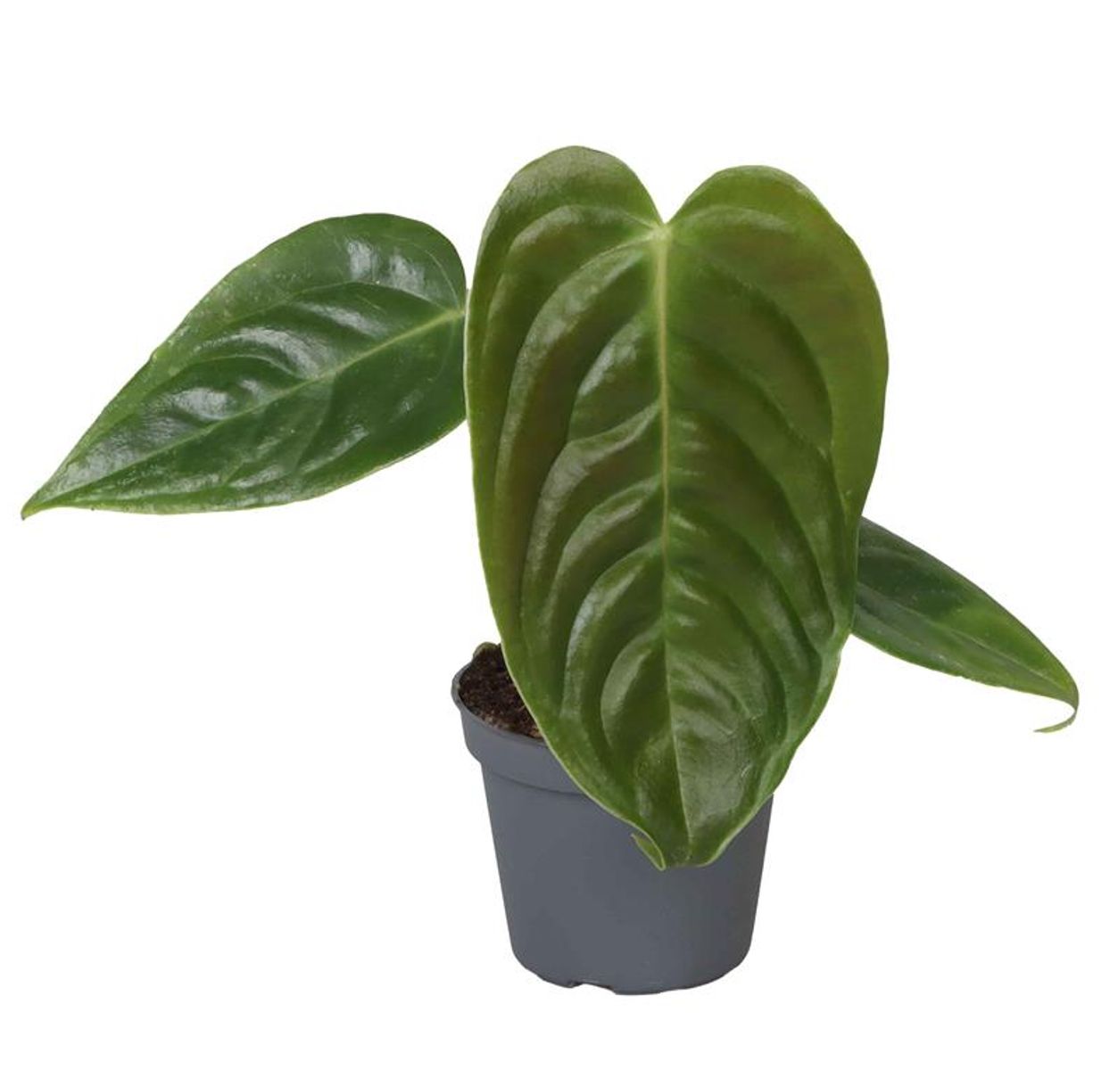 Anthurium veitchii — Plant Wholesale FlorAccess