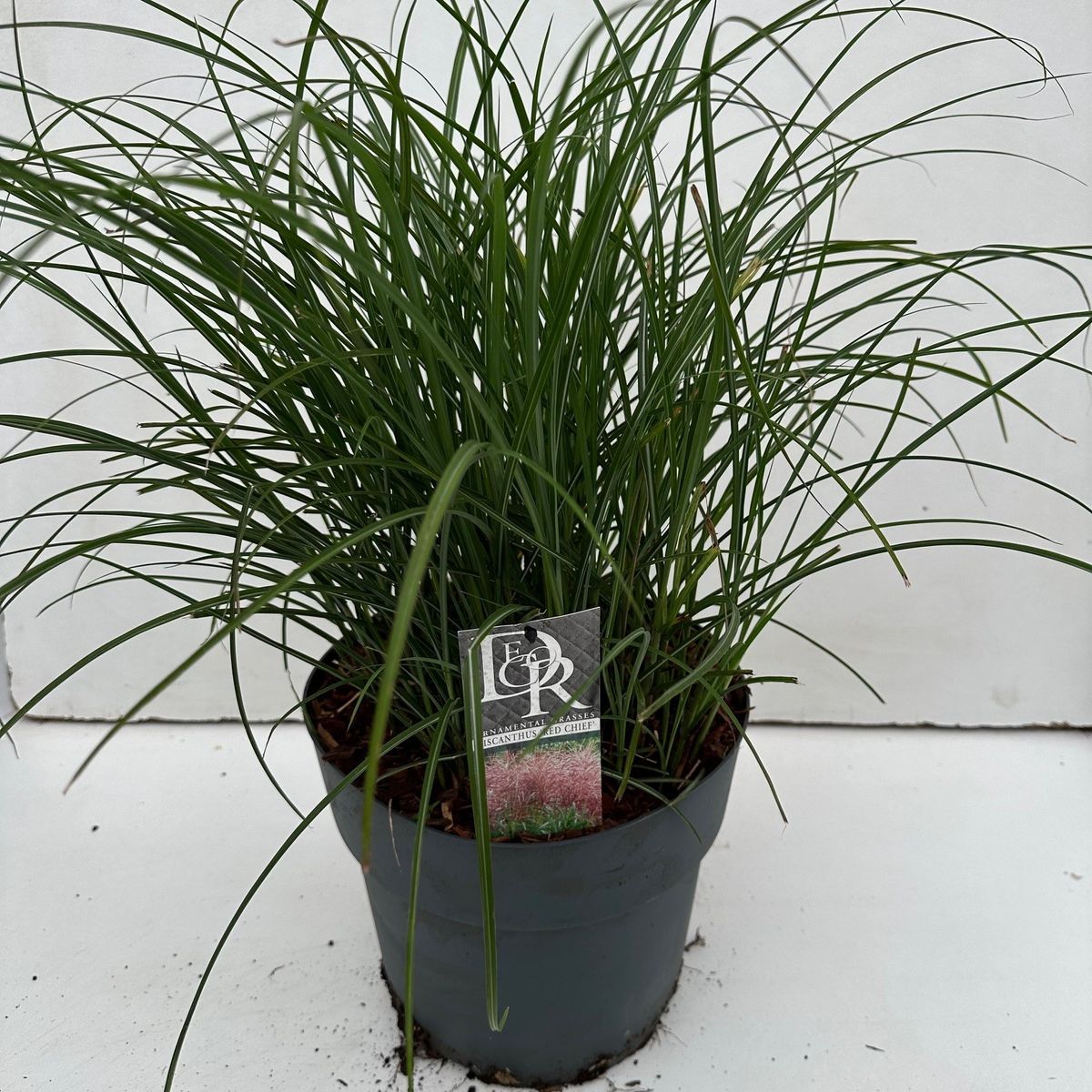 Miscanthus sinensis 'Red Chief' — Plant Wholesale FlorAccess