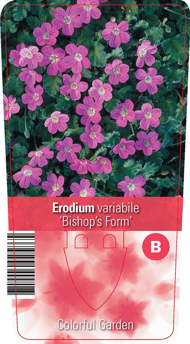 Erodium x variabile 'Bishop's Form' — Plant Wholesale FlorAccess