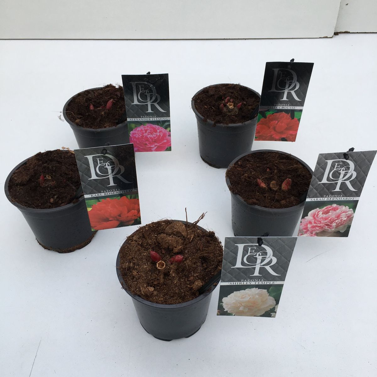 Paeonia MIX — Plant Wholesale FlorAccess