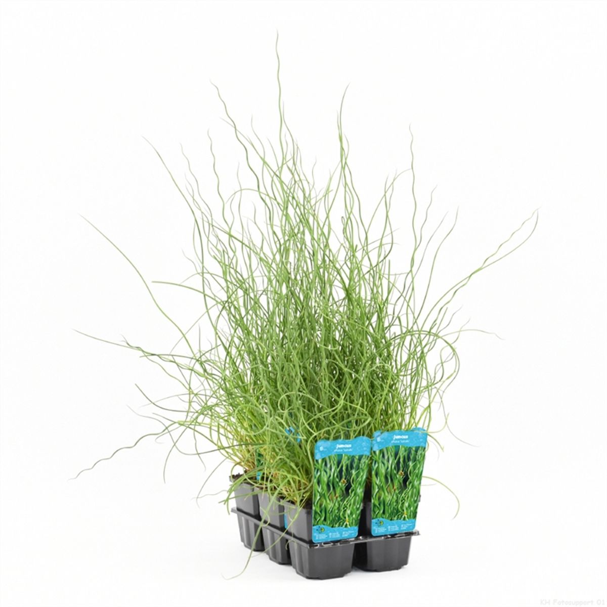 Juncus effusus spiralis — Растения Оптовая FlorAccess
