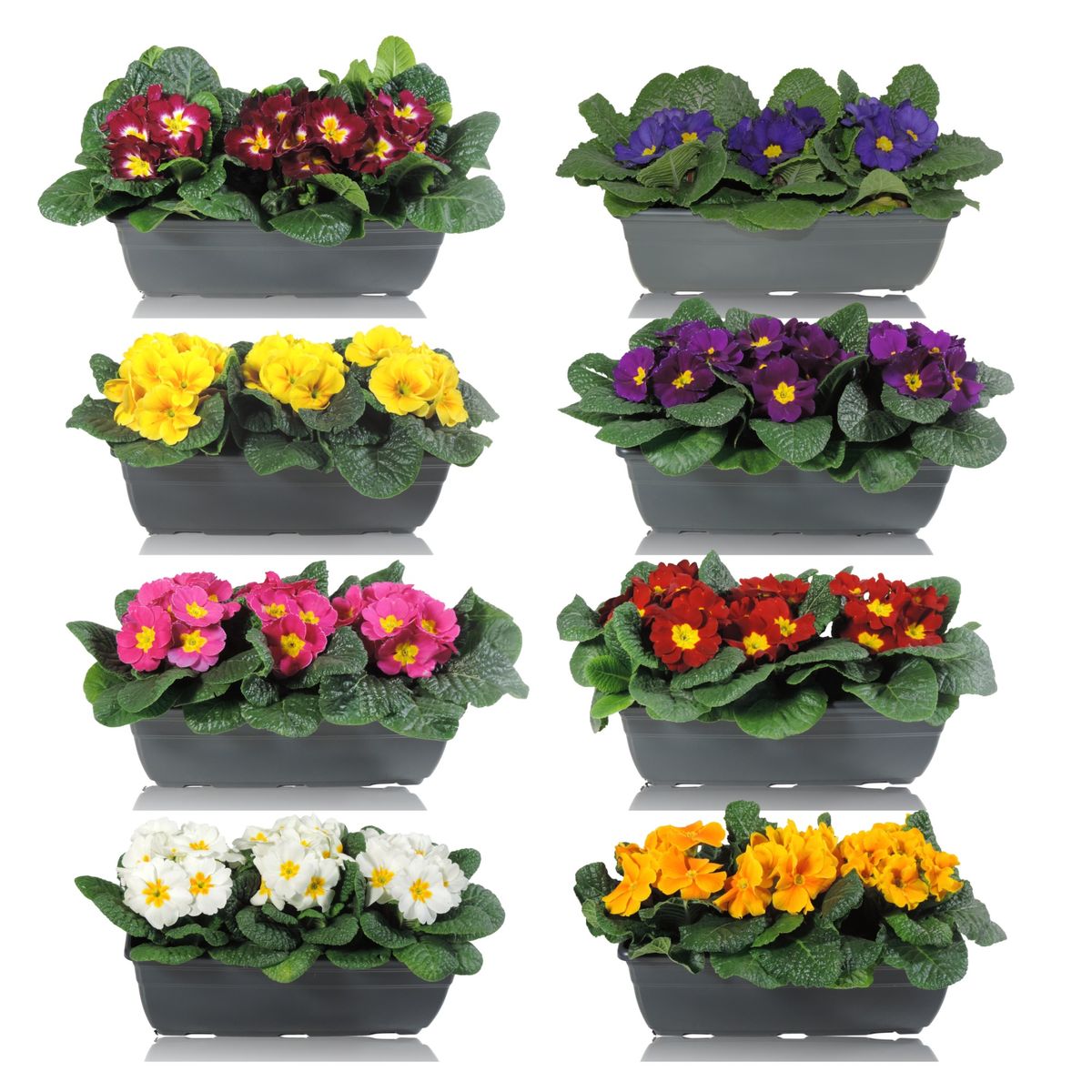 Primula ACAULIS MIX — Plant Wholesale FlorAccess