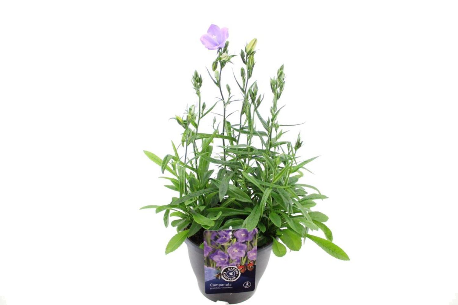 Campanula persicifolia 'Takion Blue' — Plant Wholesale FlorAccess