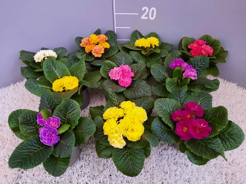 Primula QUEEN MIX — Plant Wholesale FlorAccess