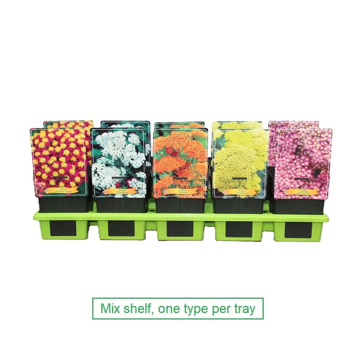 Achillea millefolium MIX — Plant Wholesale FlorAccess