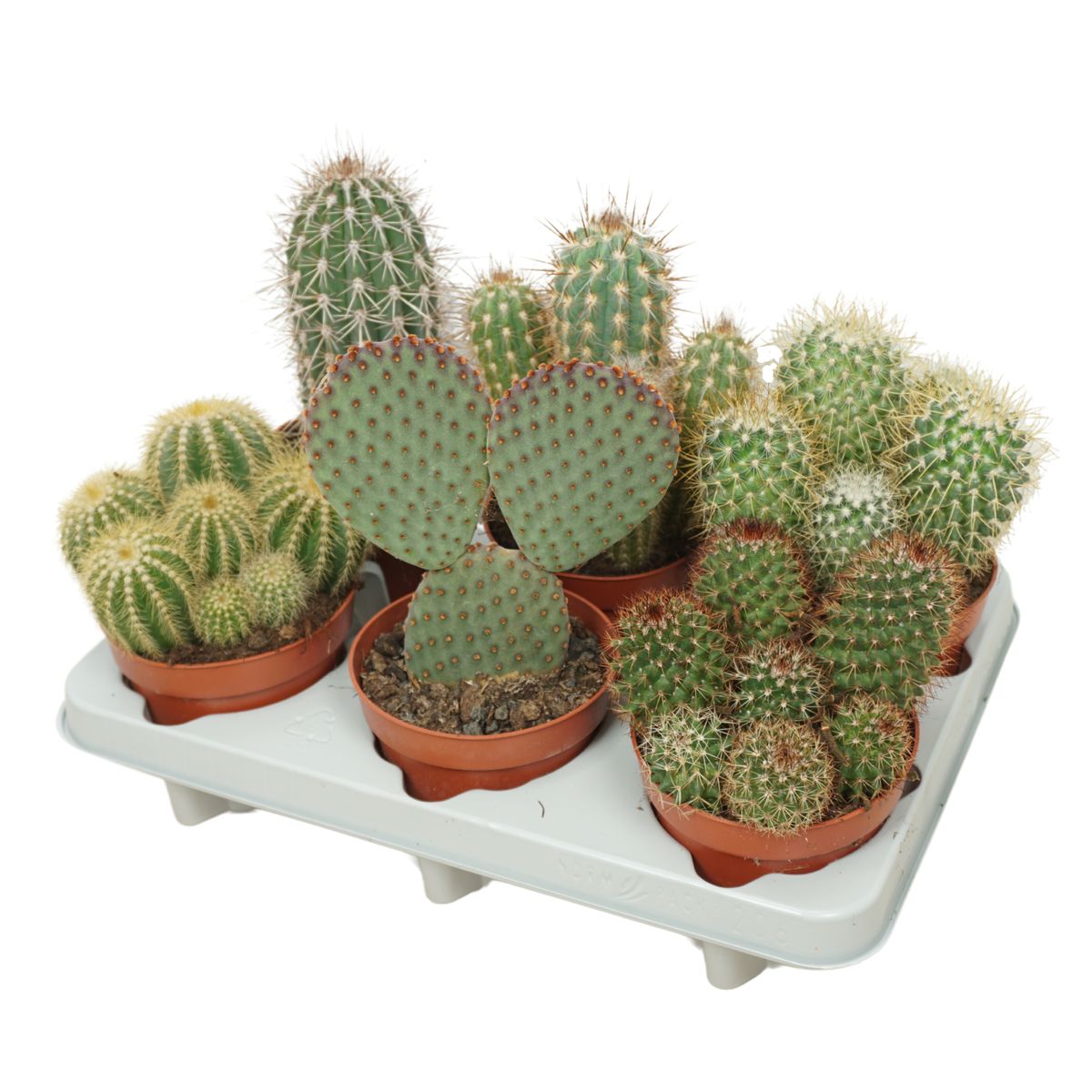 Cactus MIX — Plant Wholesale FlorAccess