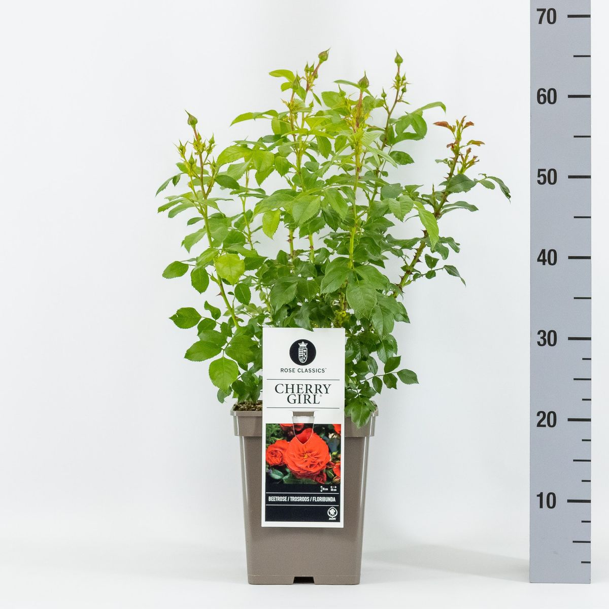 Rosa CHERRY GIRL — Plant Wholesale FlorAccess