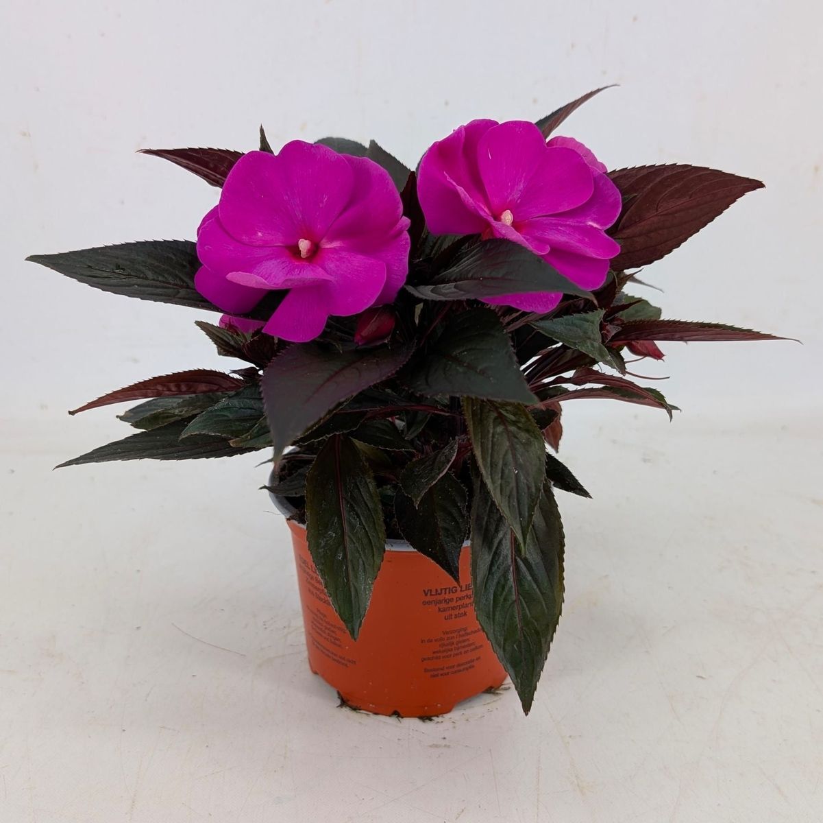 Impatiens COLORPOWER VIOLET — Plant Wholesale FlorAccess