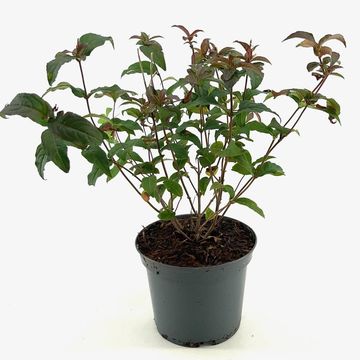 Diervilla sessilifolia — Plant Wholesale FlorAccess
