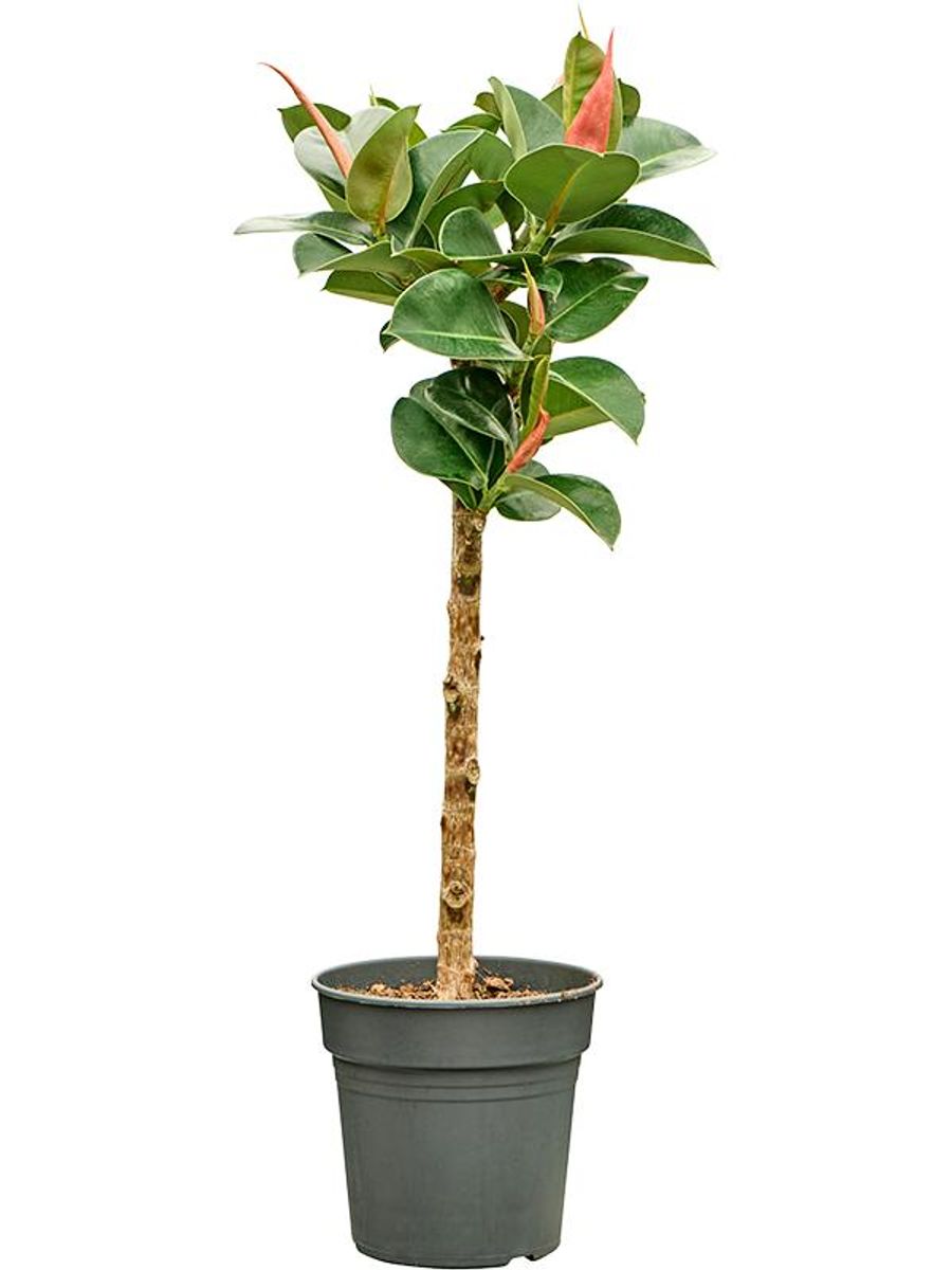 Ficus elastica CLOE — Plant Wholesale FlorAccess