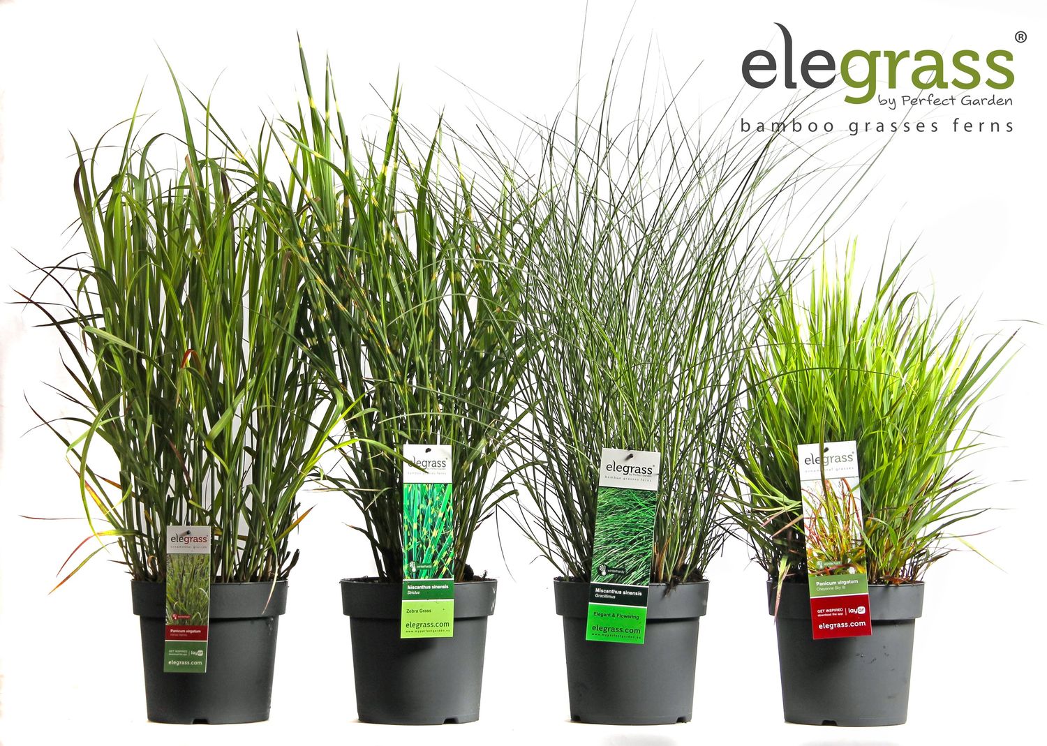 Grasses MIX — Plant Wholesale FlorAccess