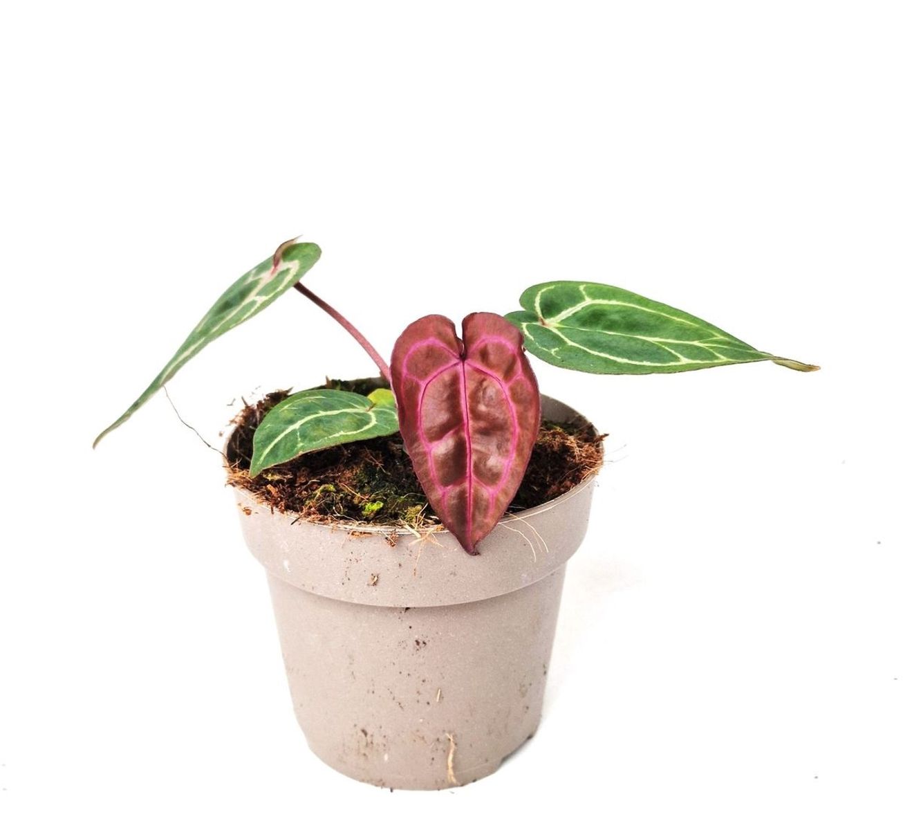 Anthurium DocBlock Zara '14' x Red Crystal '12' — Plant Wholesale ...