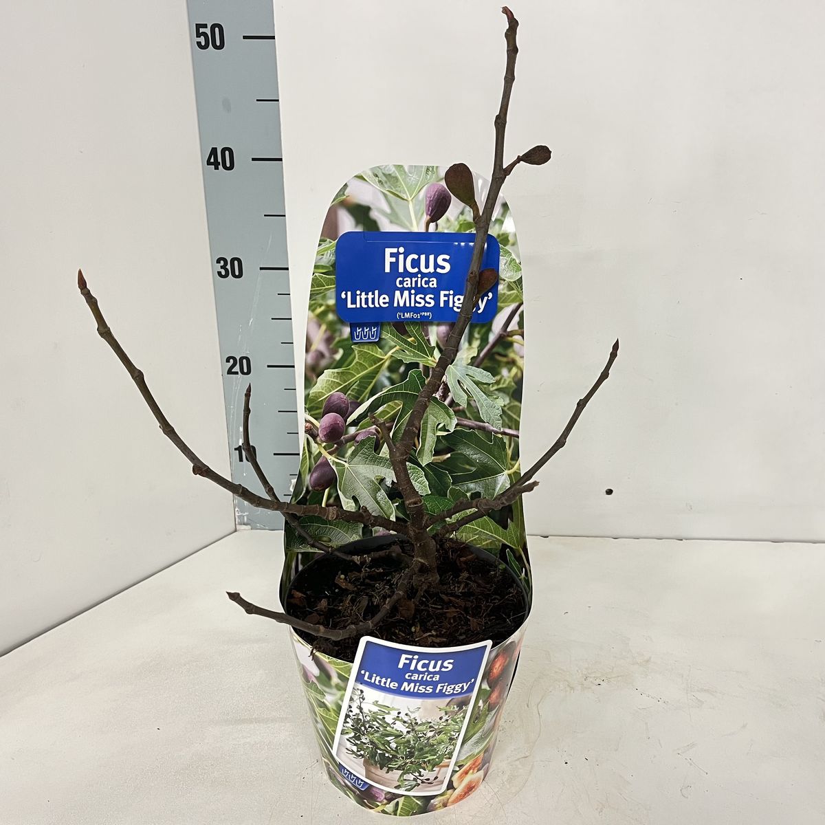 Ficus carica LITTLE MISS FIGGY — Plant Wholesale FlorAccess