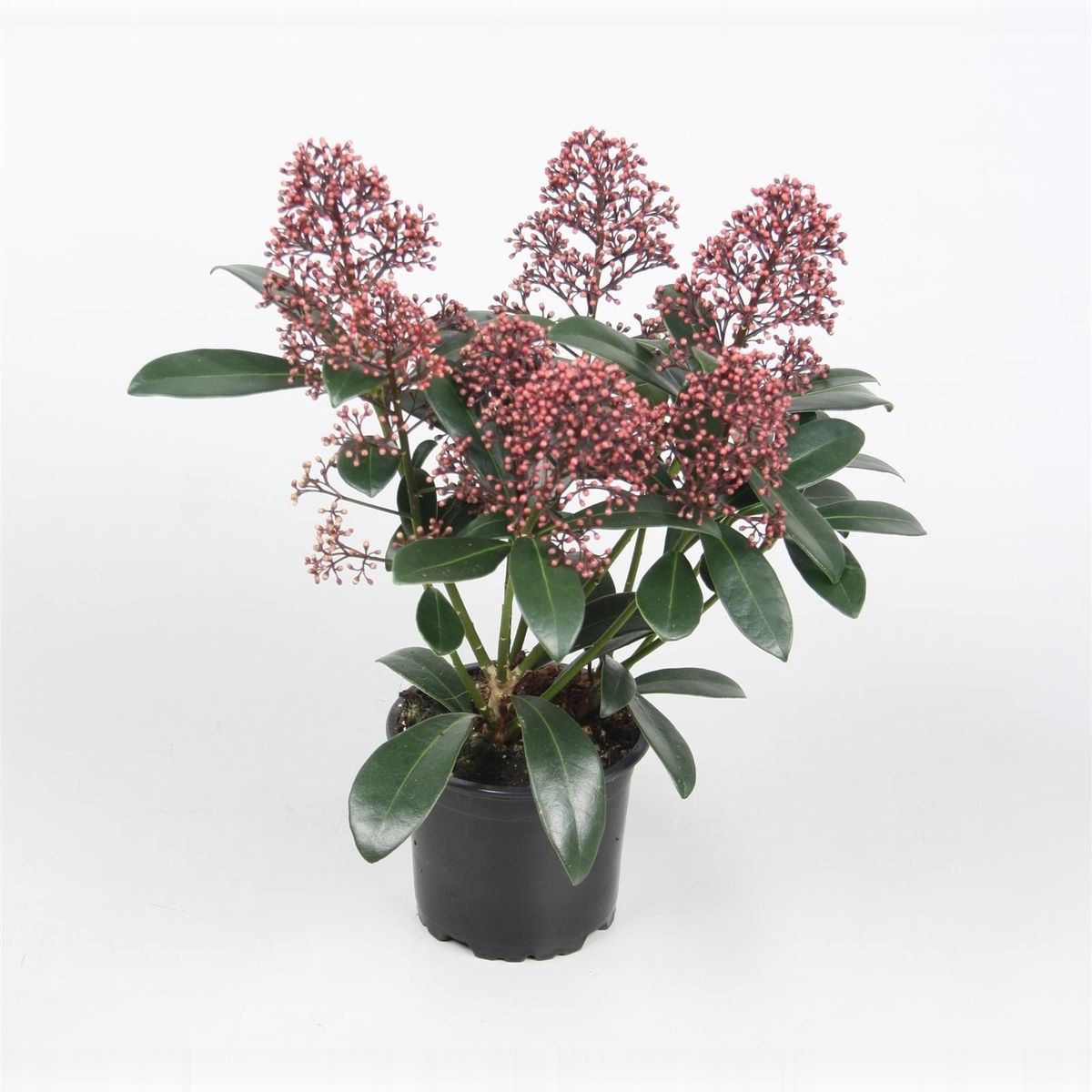 Skimmia japonica 'Rubella' — Plant Wholesale FlorAccess