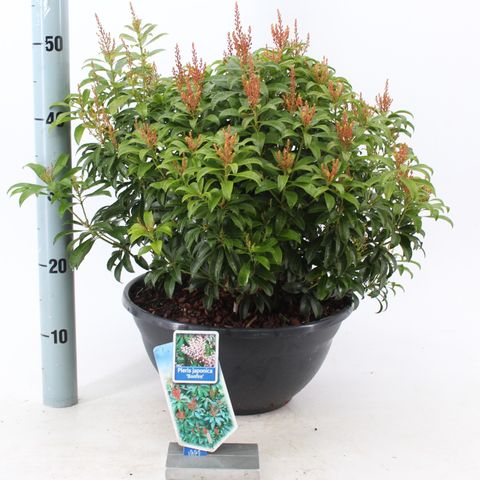 Pieris japonica 'Bonfire' — Plant Wholesale FlorAccess