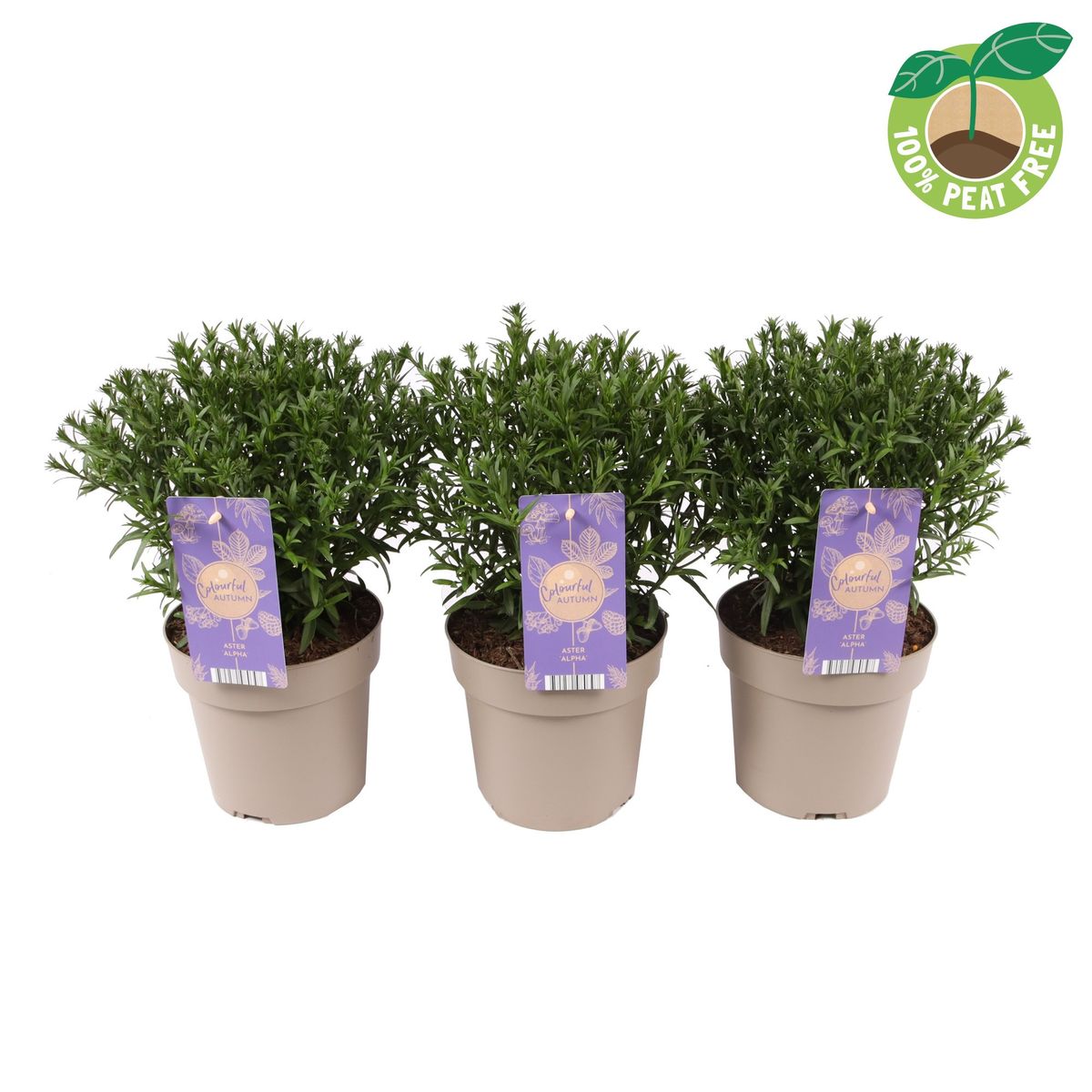 Aster ALPHA PURPLE ROCKET — Plant Wholesale FlorAccess