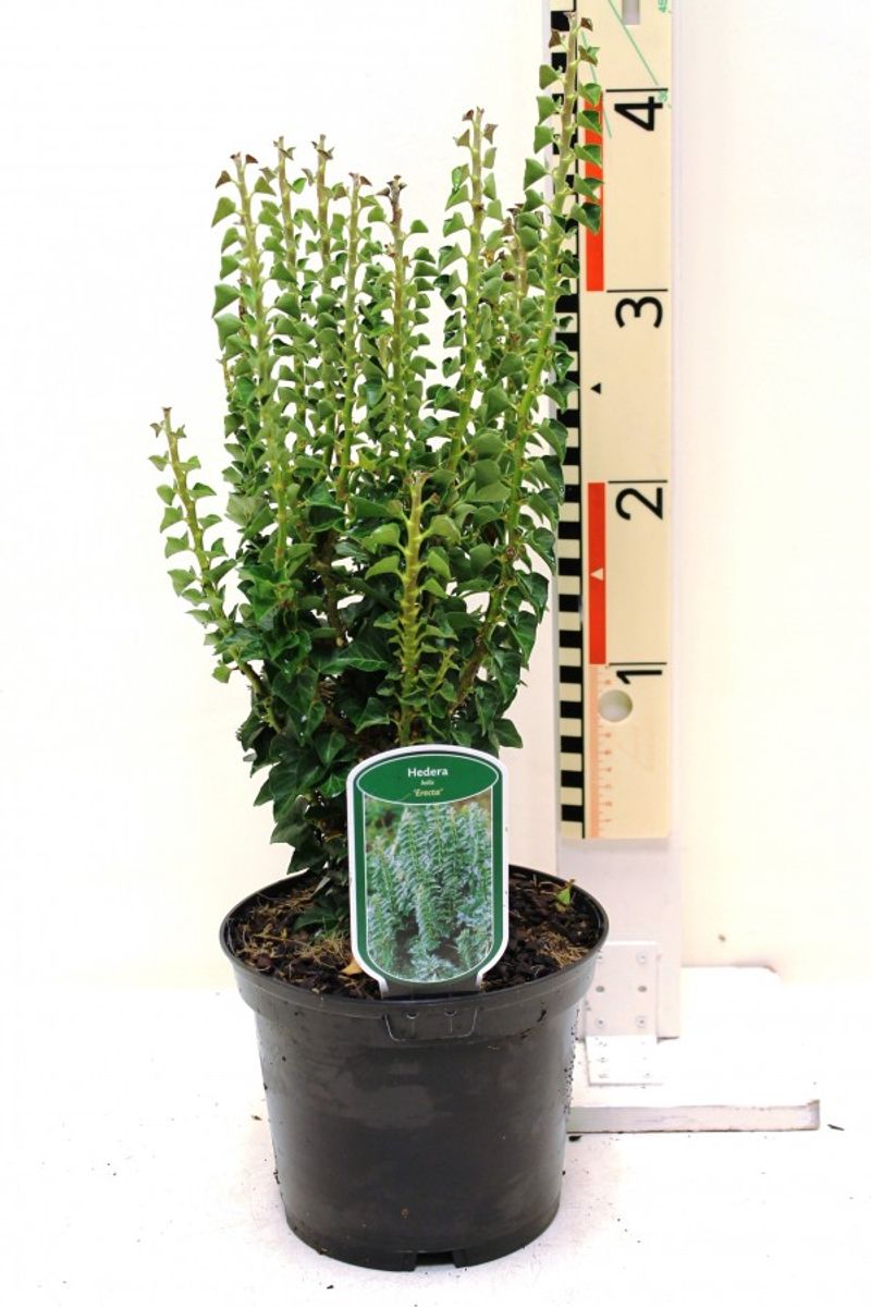 Hedera helix 'Erecta' — Plant Wholesale FlorAccess