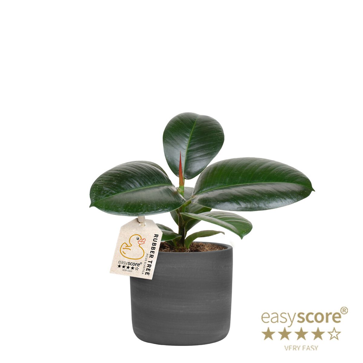 Ficus elastica 'Sofia' — Plant Wholesale FlorAccess