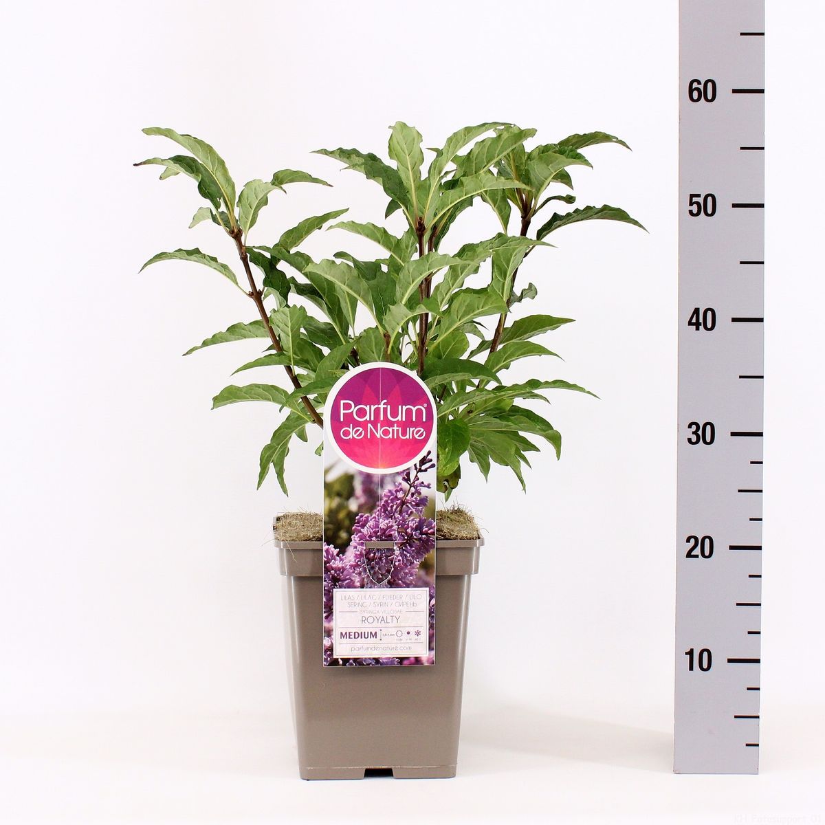 Syringa 'Royalty' — Рослини оптом FlorAccess