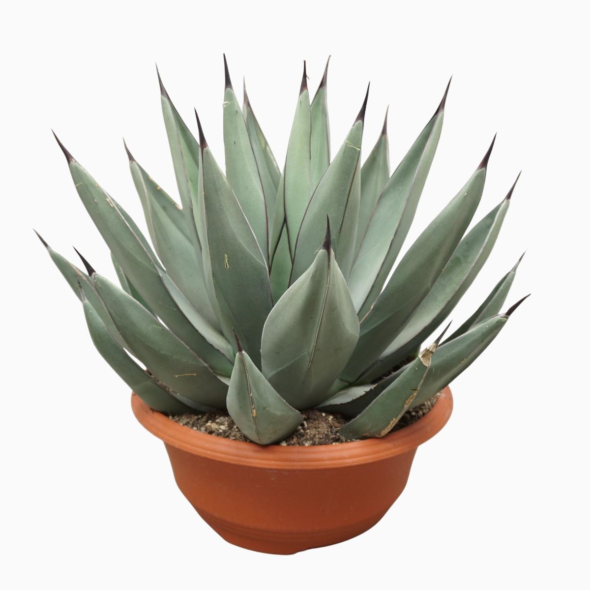 Agave x nigra — Plant Wholesale FlorAccess