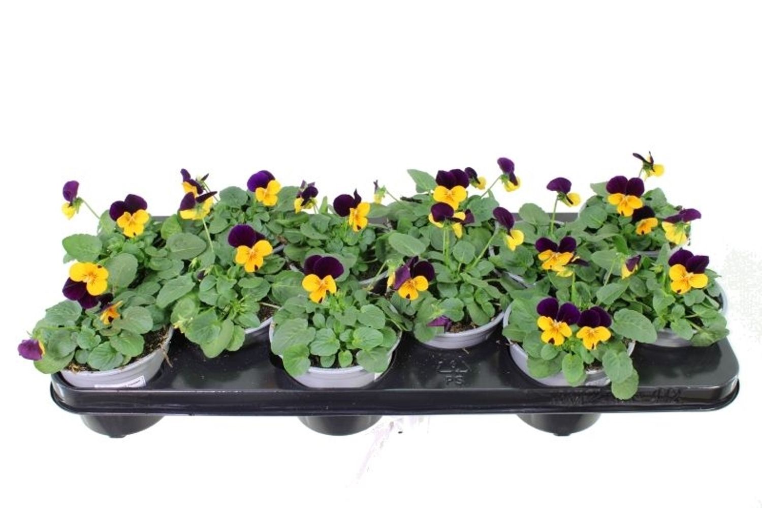 Viola EVO MINI ORANGE PURPLE JUMP UP — Plant Wholesale FlorAccess