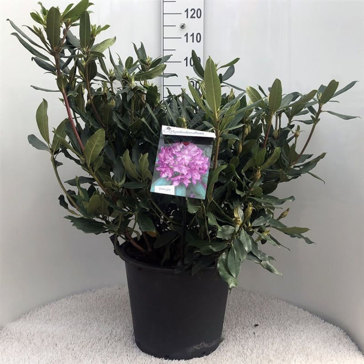Rhododendron ponticum 'Roseum' — Plant Wholesale FlorAccess