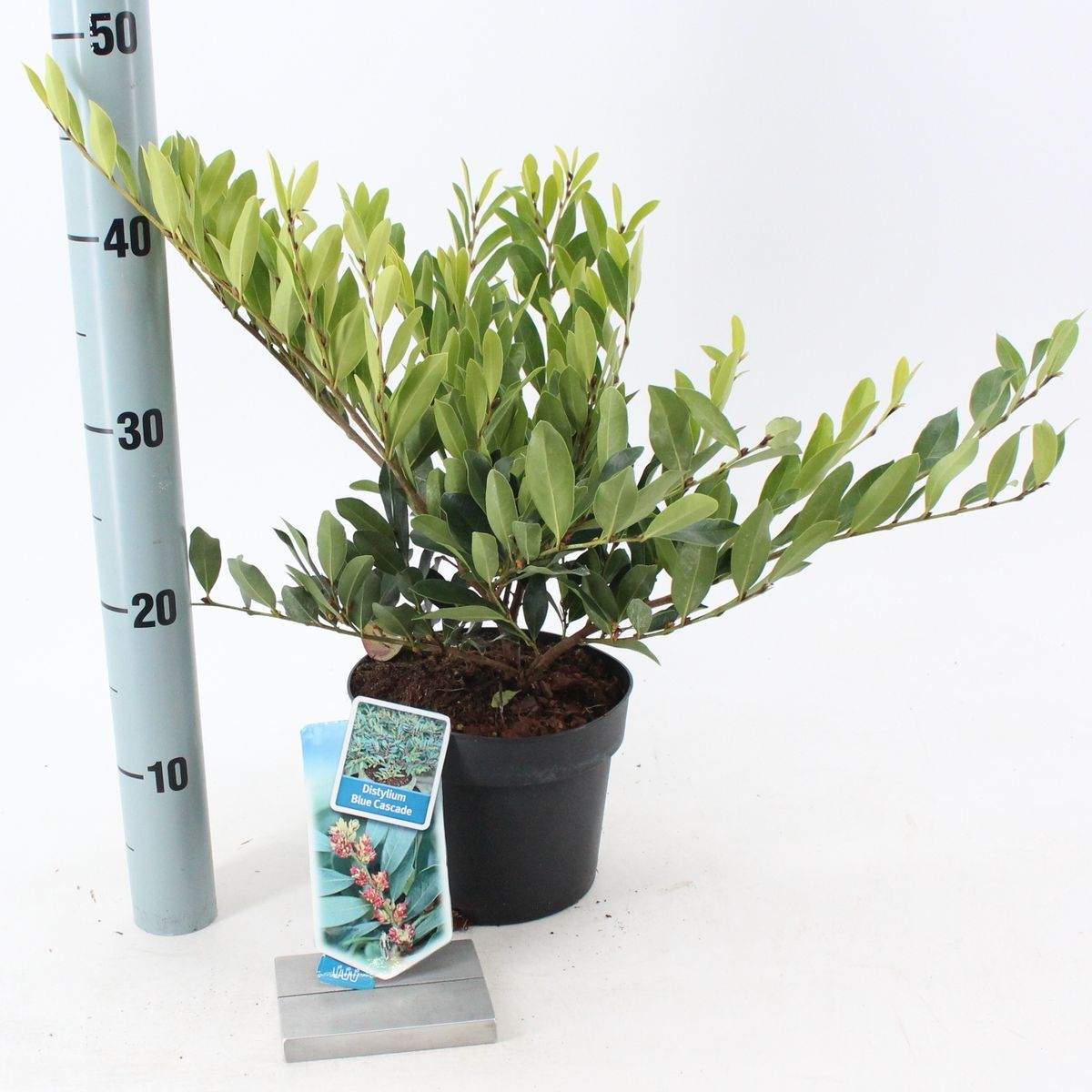 Distylium BLUE CASCADE — Рослини оптом FlorAccess