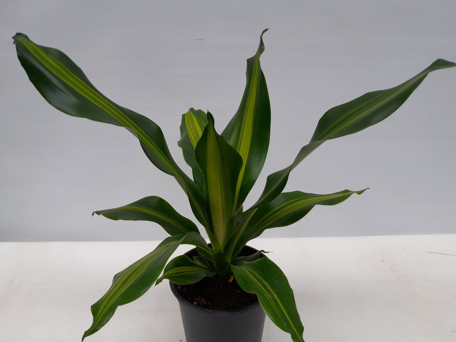 Dracaena fragrans BURLEY — Plant Wholesale FlorAccess