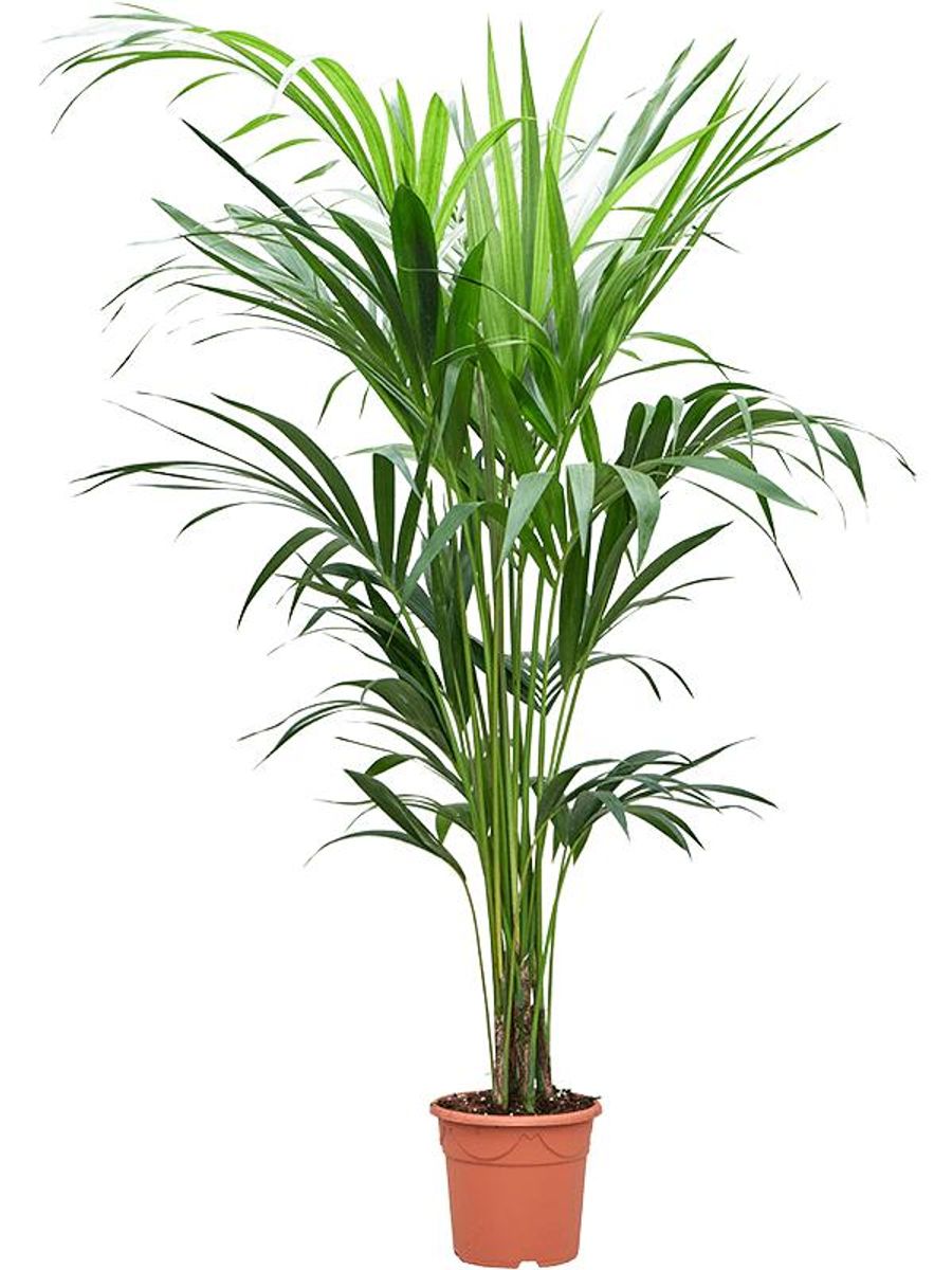 Howea forsteriana — Plant Wholesale FlorAccess