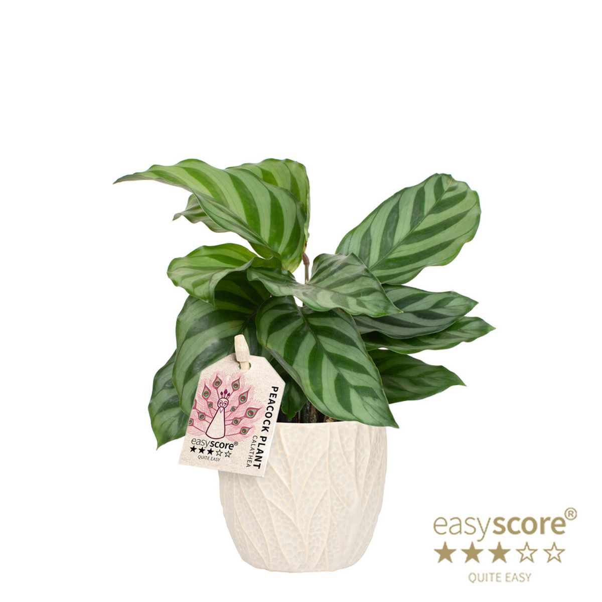 Calathea concinna 'Freddy' — Plant Wholesale FlorAccess