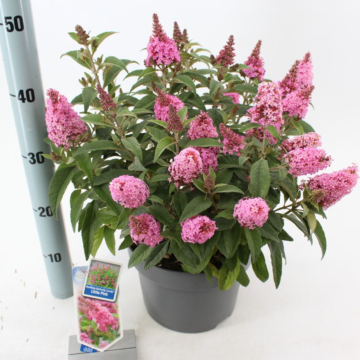 Buddleja davidii BUTTERFLY CANDY LITTLE PINK — Plant Wholesale FlorAccess