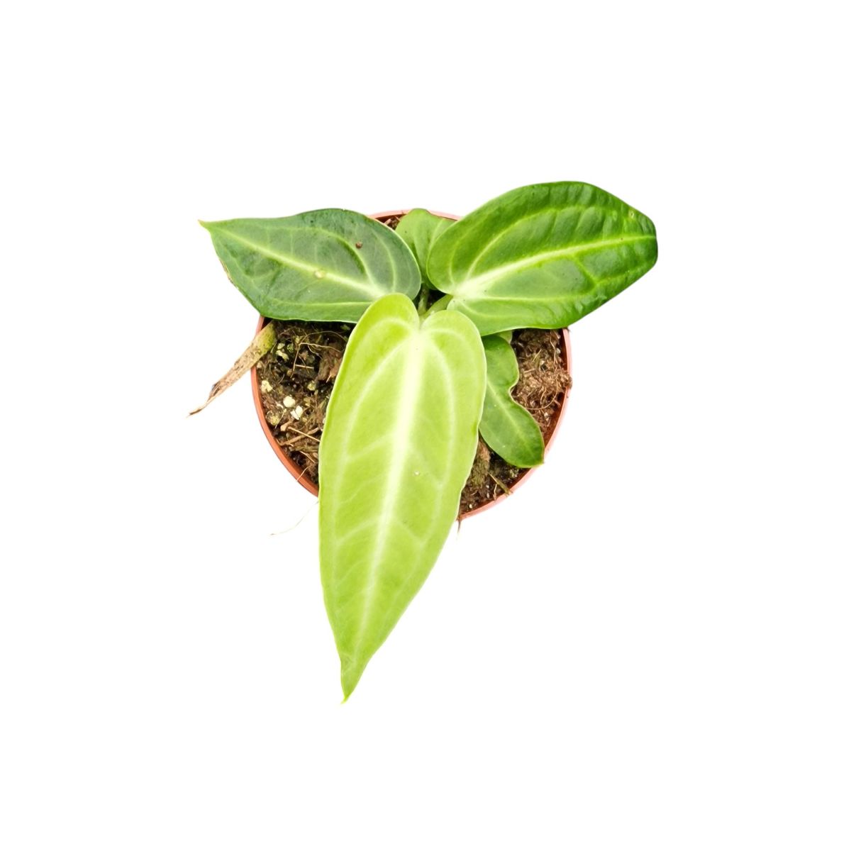 Anthurium villenaorum — Plant Wholesale FlorAccess