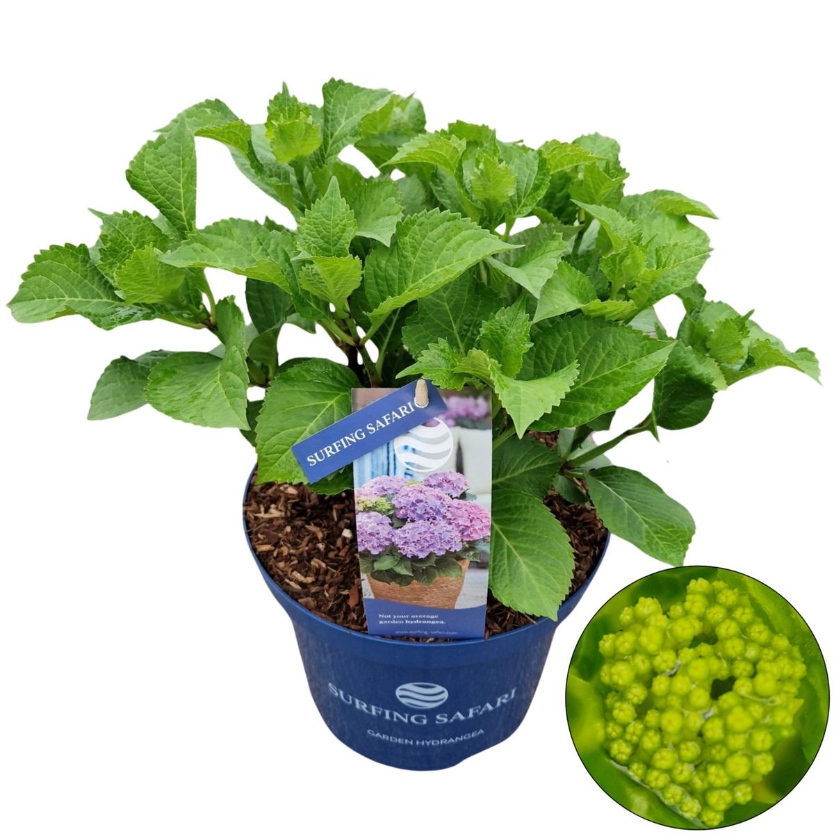 Hydrangea macrophylla SURFING SAFARI SEASIDE — Plant Wholesale FlorAccess